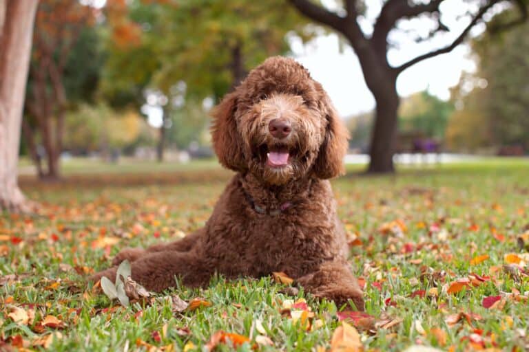 How Much Does a Labradoodle Cost? (2025 Updated)