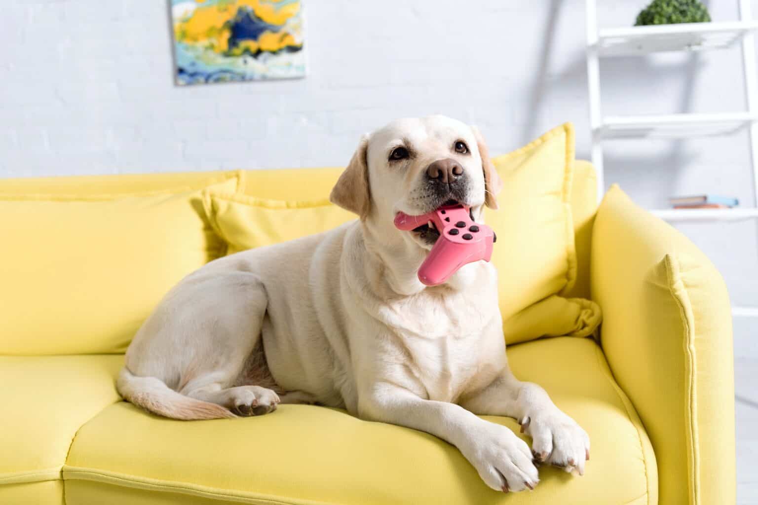 How Much Does a Labrador Retriever Cost? (2025 Updated)