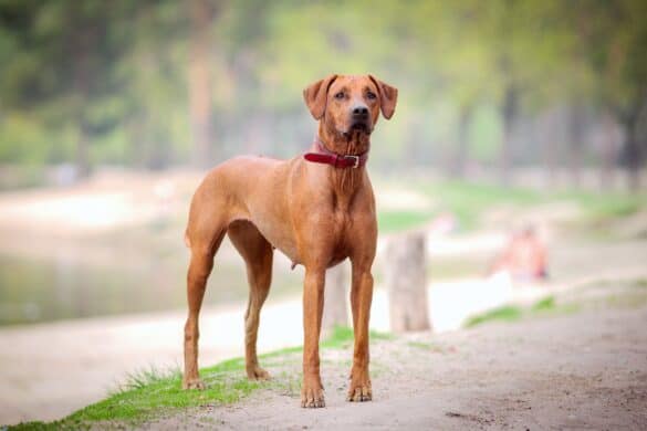 How Much Does a Rhodesian Ridgeback Cost? (2025 Updated)