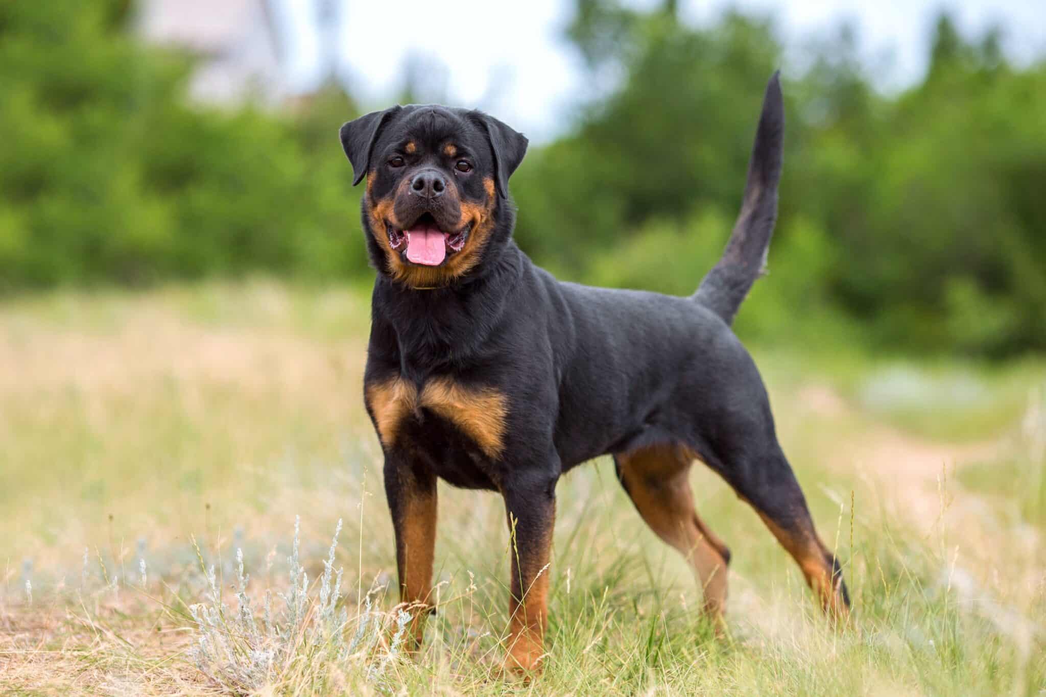 How Much Does a Rottweiler Cost? (2025 Updated)