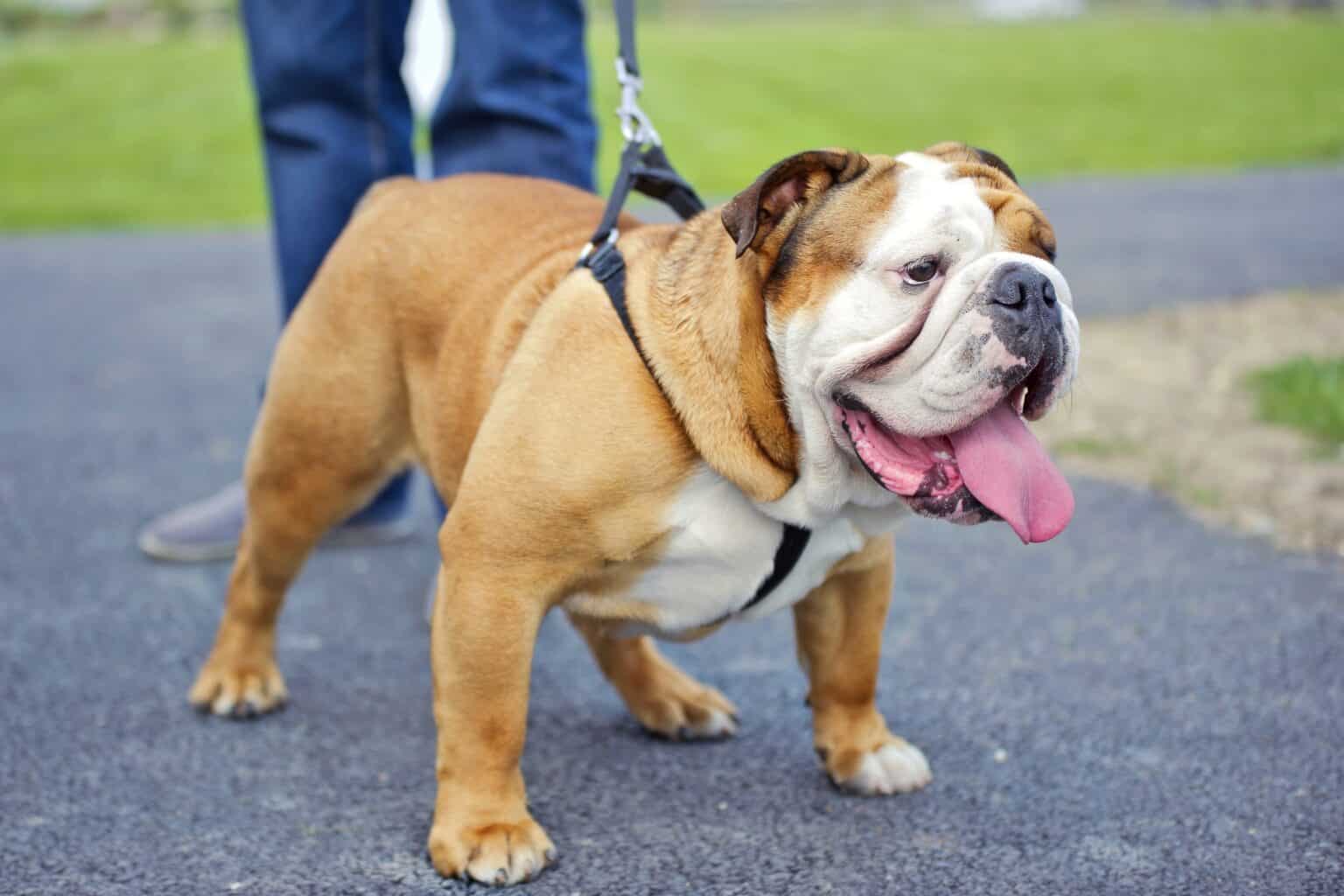 How Much Does an English Bulldog Cost? (2026 Updated)