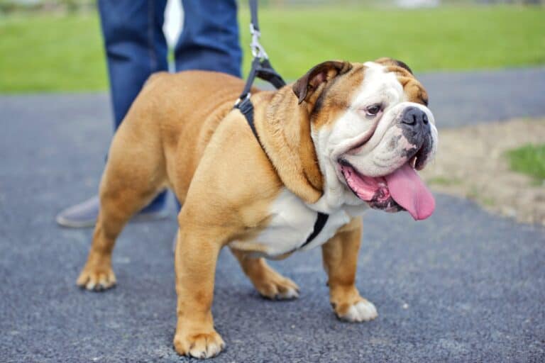 How Much Does an English Bulldog Cost? (2026 Updated)