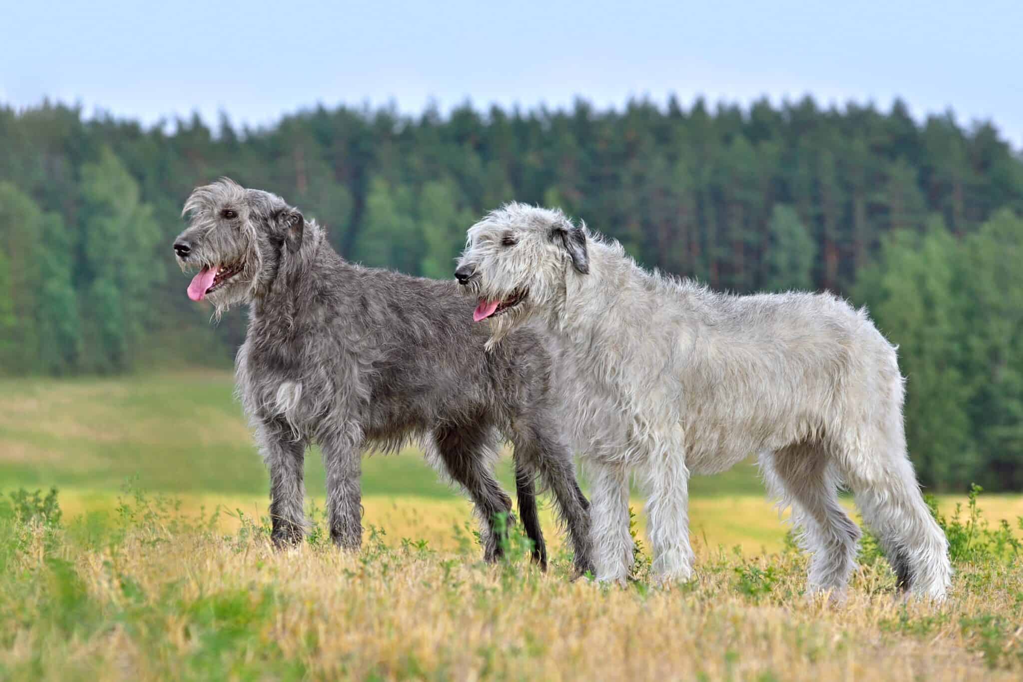 How Much Does an Irish Wolfhound Cost? (2026 Updated)