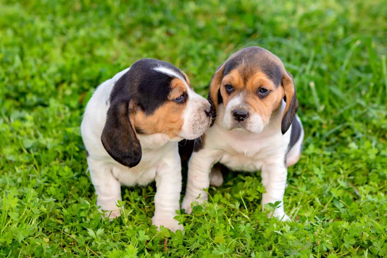 How Much Does a Beagle Cost? (2025 Updated)