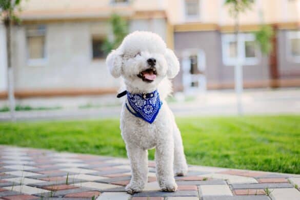 How Much Does a Miniature Pinscher Cost? (2025 Updated)