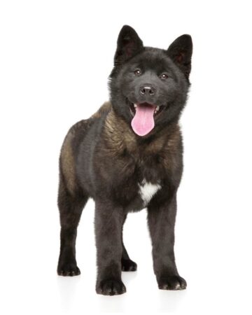 26 Akita Colors & Markings (With Pictures)