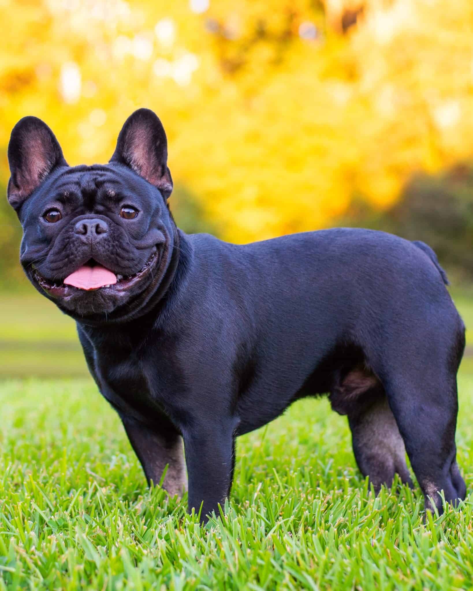 32 French Bulldog Colors & Markings (With Pictures)