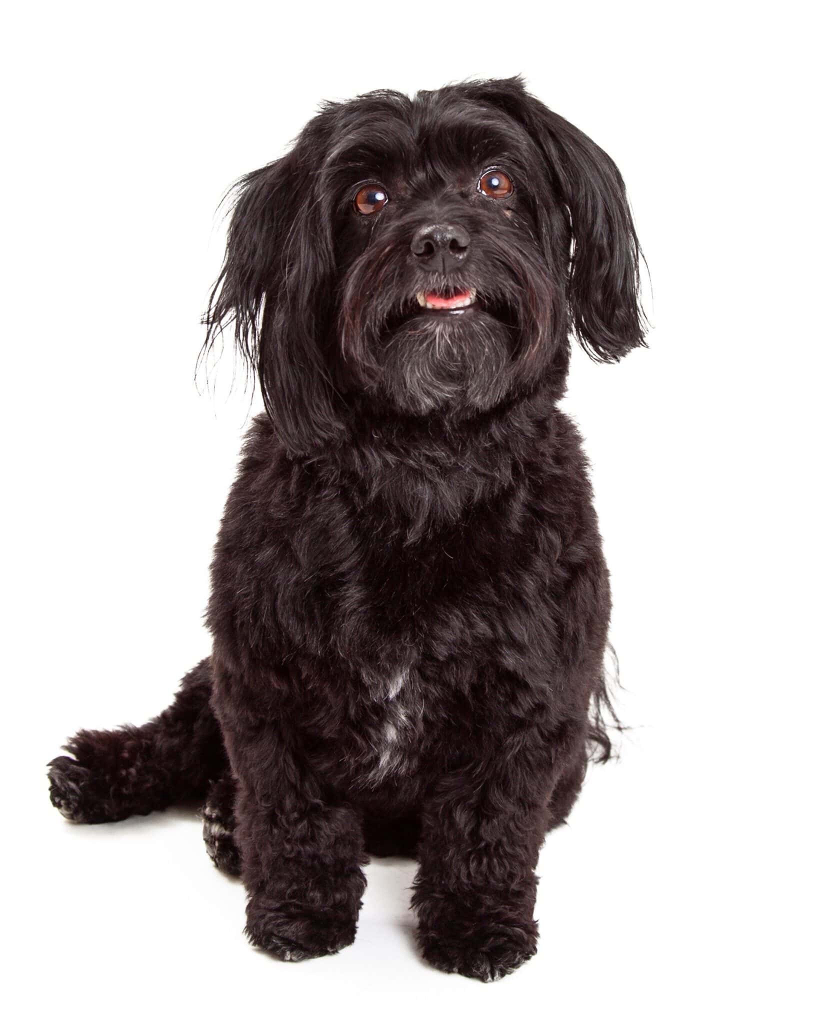 24 Havanese Colors and Markings (With Pictures)