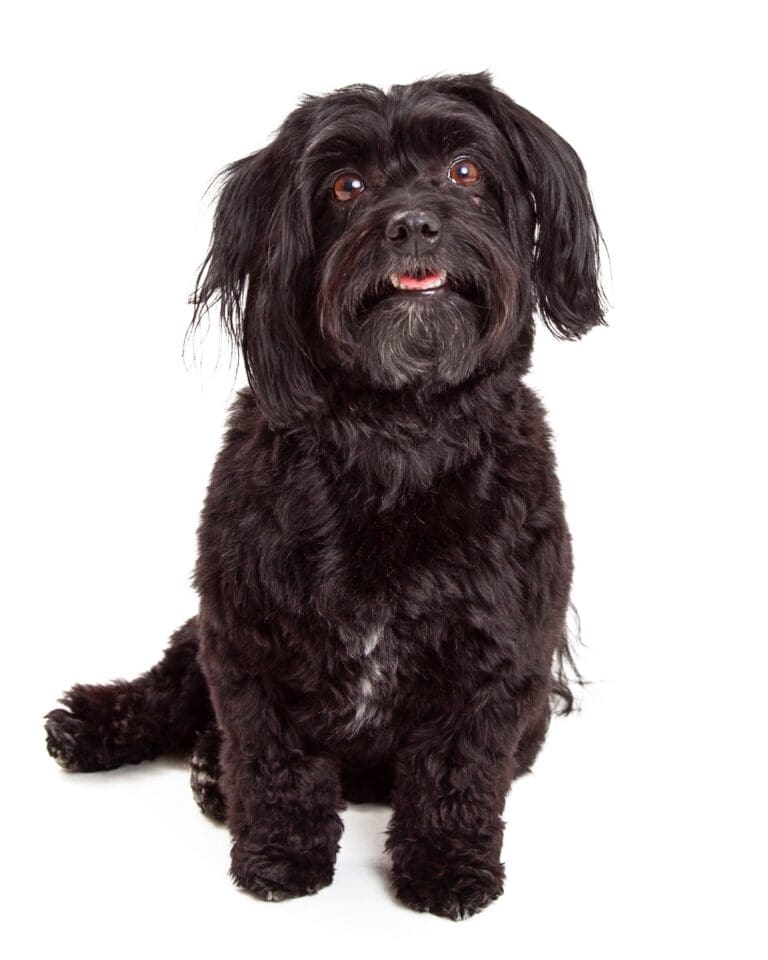 24 Havanese Colors and Markings (With Pictures)