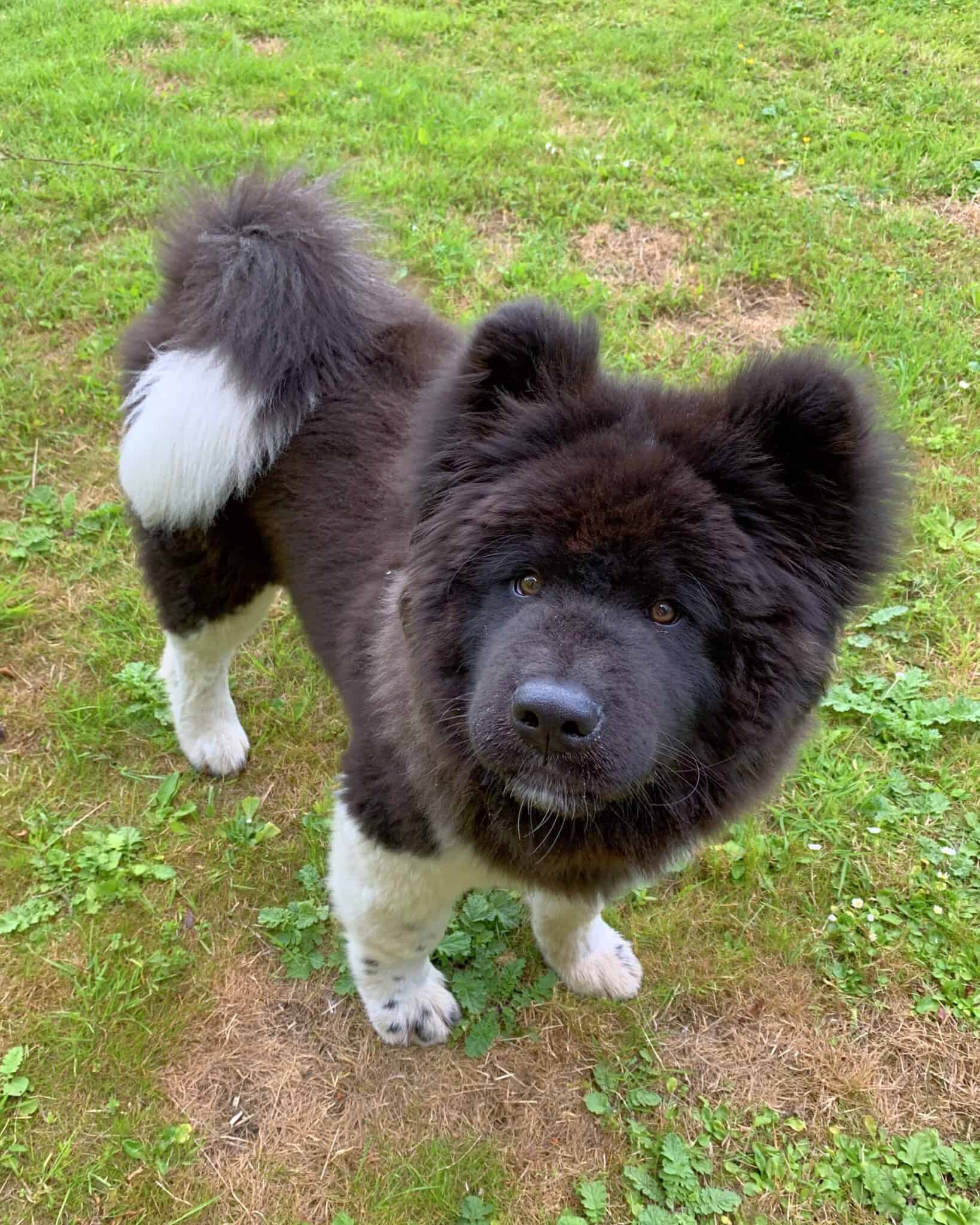 26 Akita Colors & Markings (With Pictures)