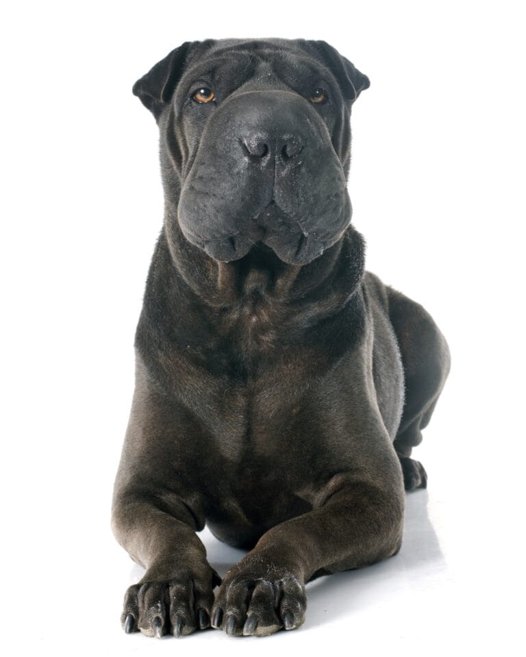 25 Shar-Pei Colors & Markings (With Pictures)