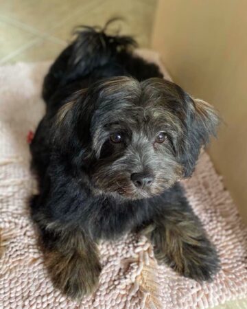 24 Havanese Colors and Markings (With Pictures)