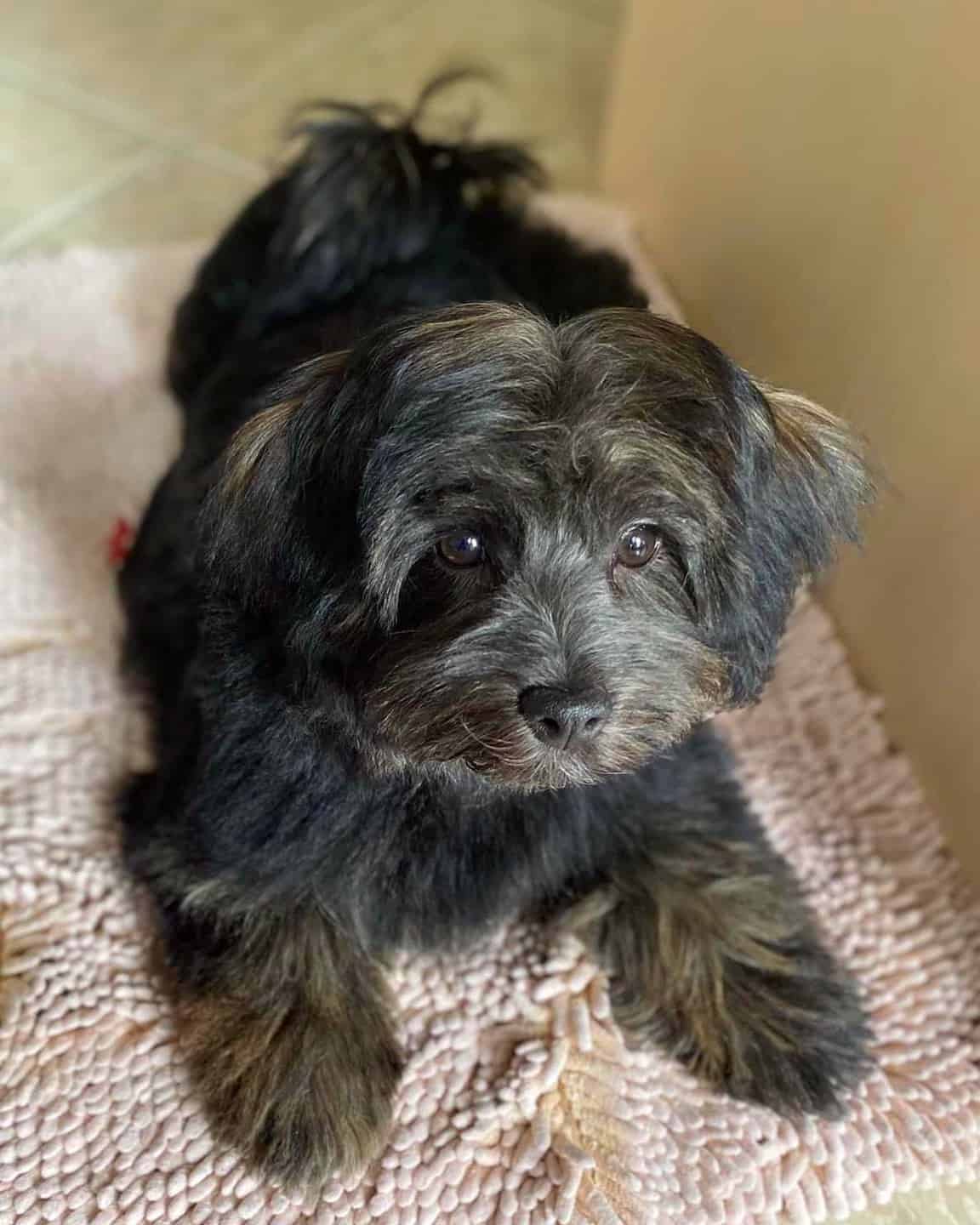 24 Havanese Colors and Markings (With Pictures)