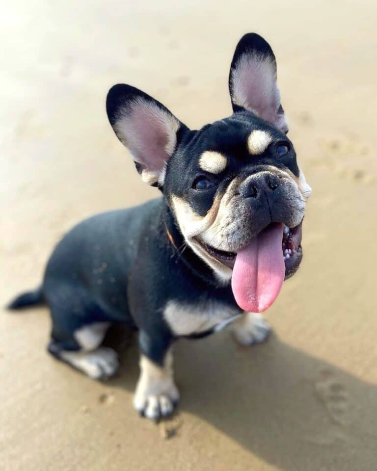 32 French Bulldog Colors & Markings (With Pictures)