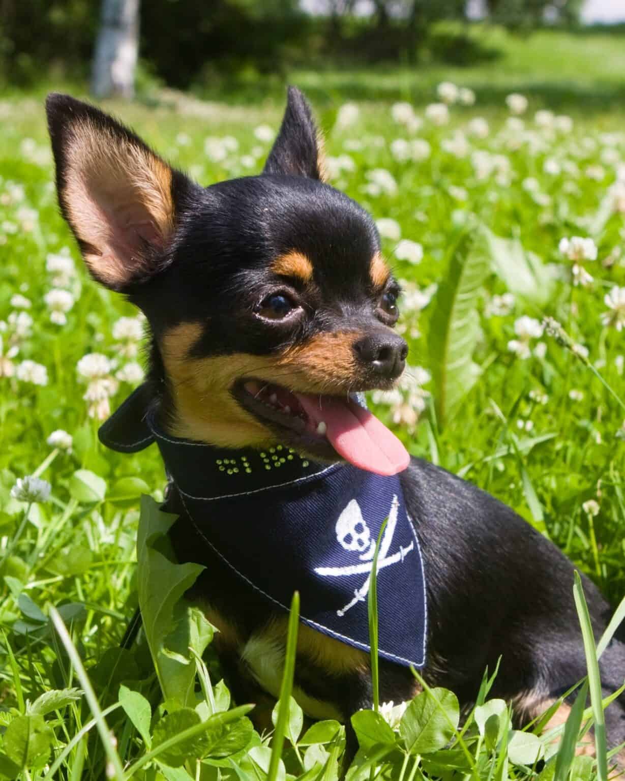 34 Chihuahua Colors Explained (With Pictures)