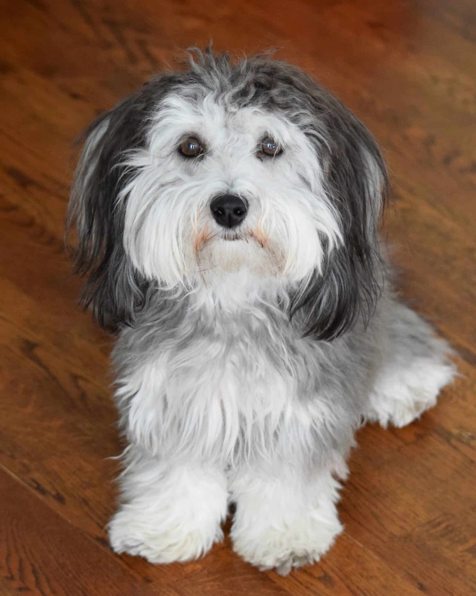 24 Havanese Colors and Markings (With Pictures)