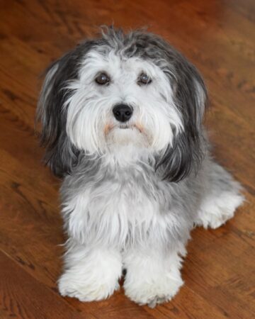 24 Havanese Colors and Markings (With Pictures)