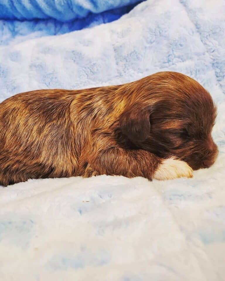 24 Havanese Colors and Markings (With Pictures)