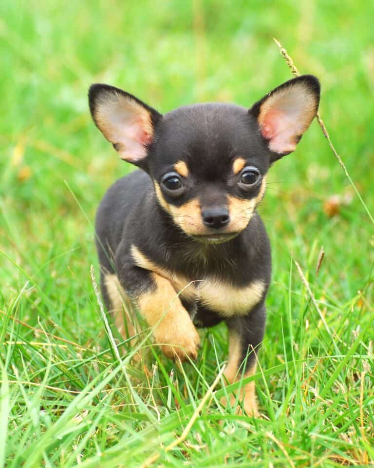 34 Chihuahua Colors Explained (With Pictures)