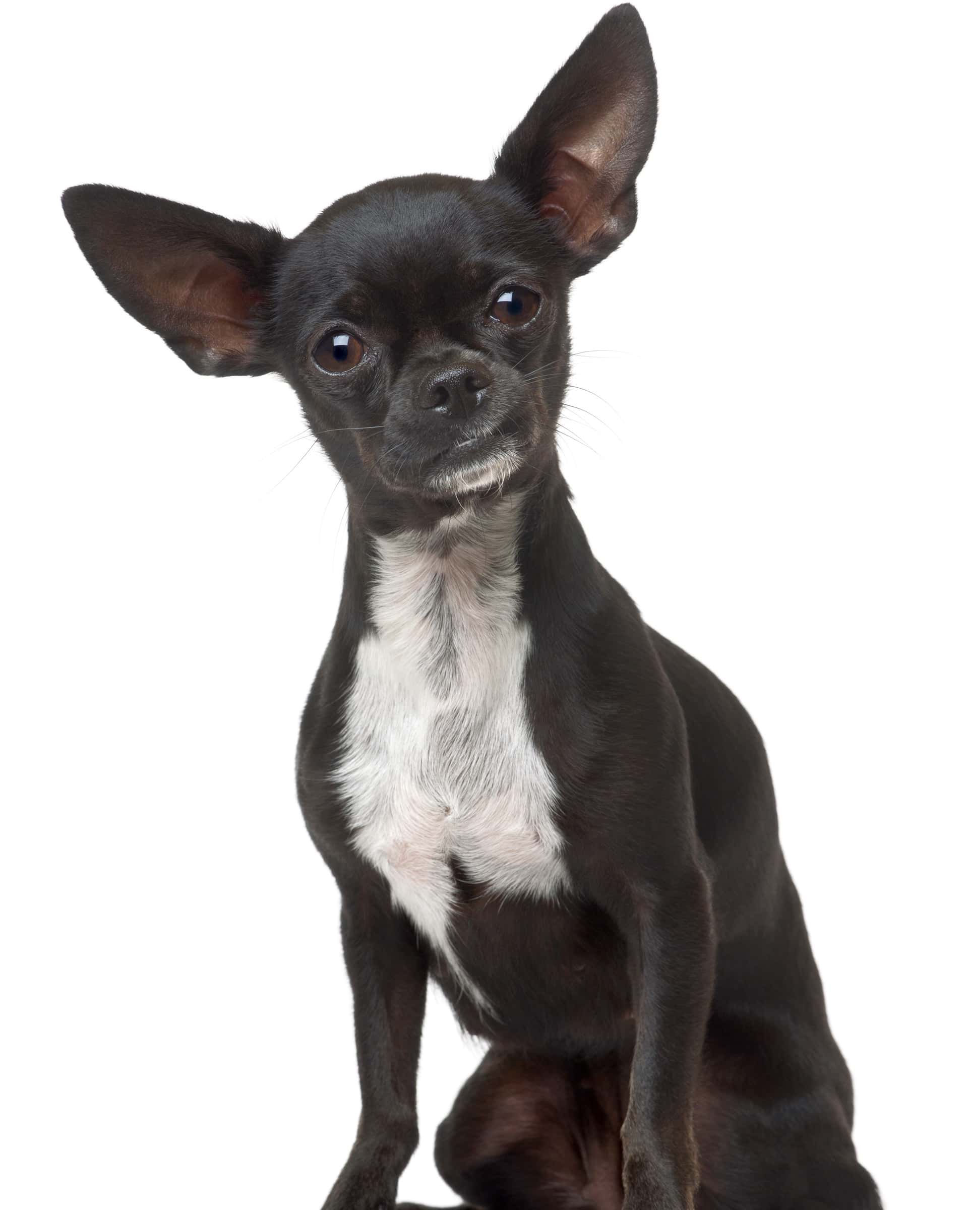 34 Chihuahua Colors Explained (With Pictures)