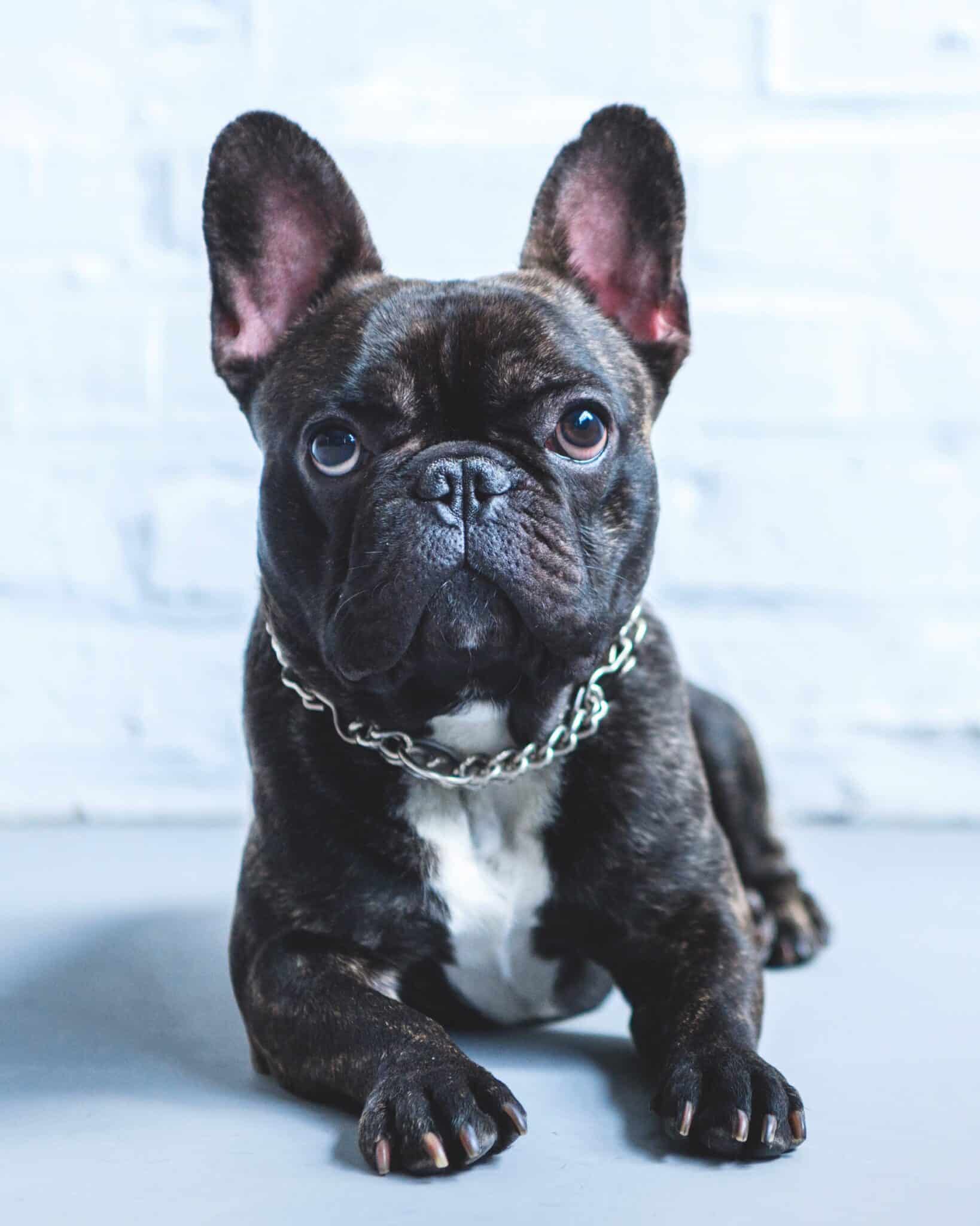 32 French Bulldog Colors & Markings (With Pictures)