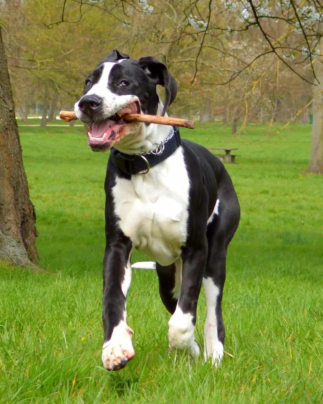 24 Great Dane Colors & Markings (With Pictures)