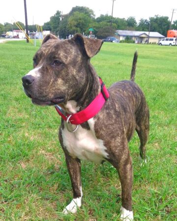 30 Pitbull Colors & Patterns Explained (With Pictures)