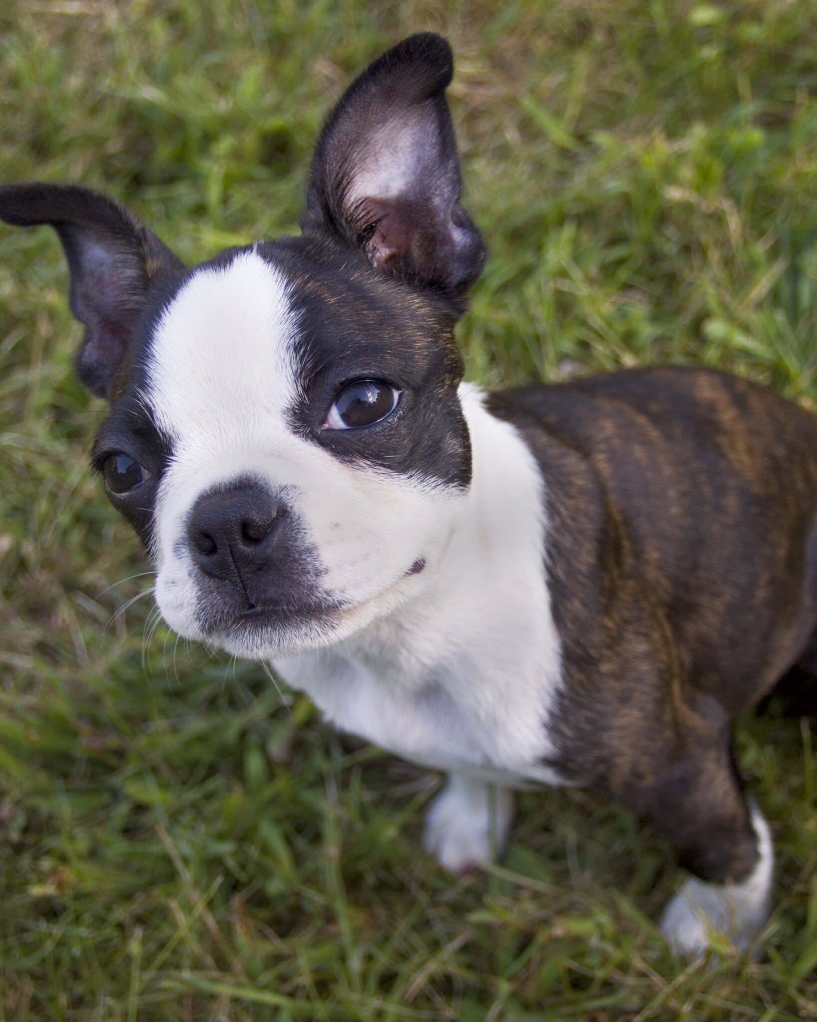 26 Boston Terrier Colors Explained (With Pictures)