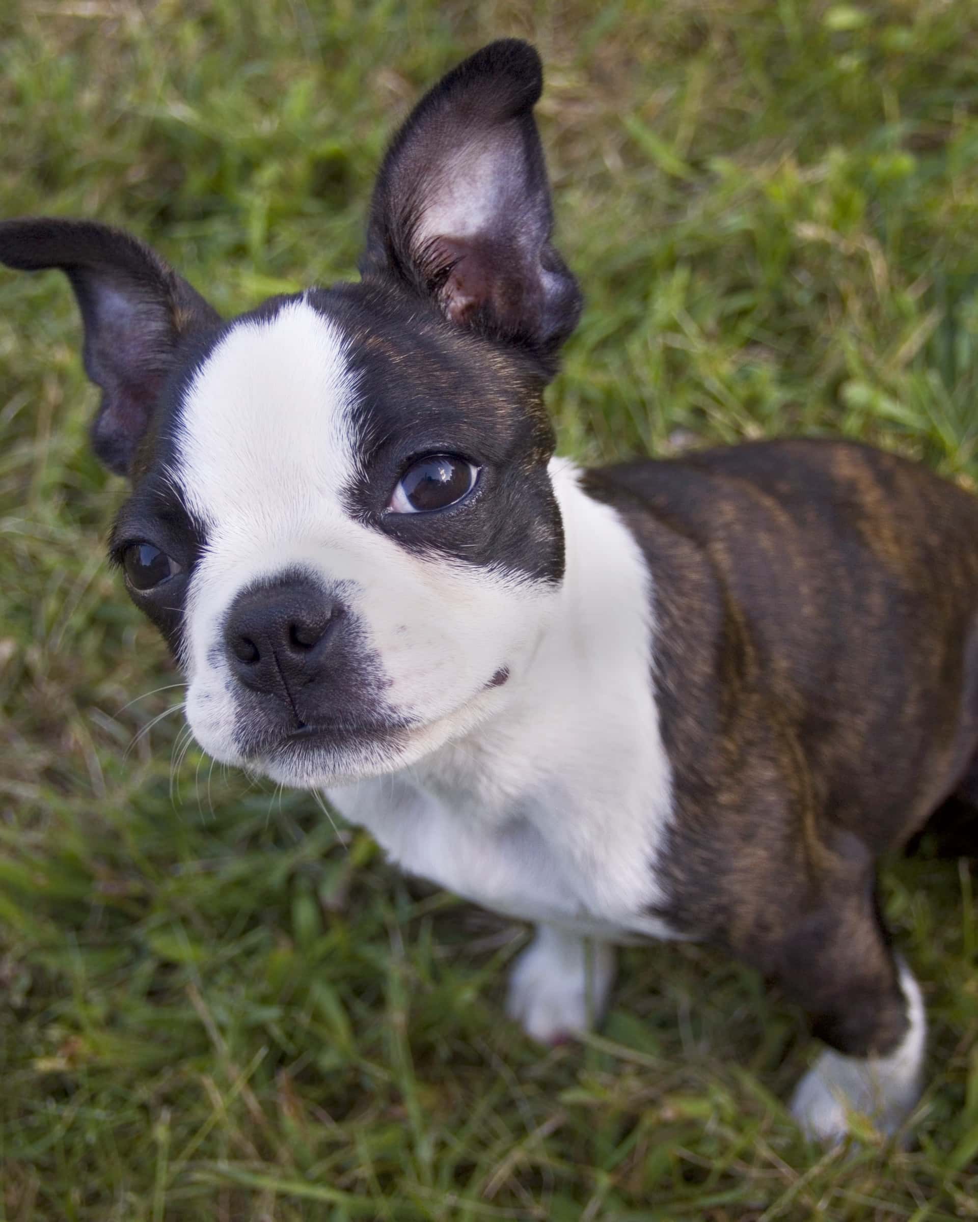 26 Boston Terrier Colors Explained (With Pictures)