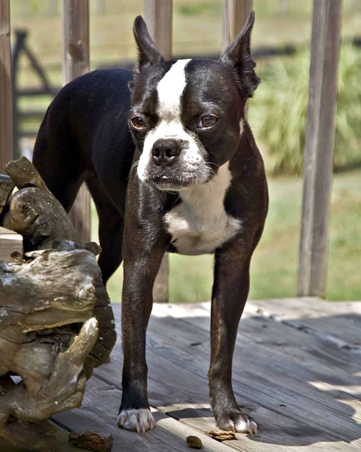 26 Boston Terrier Colors Explained (With Pictures)
