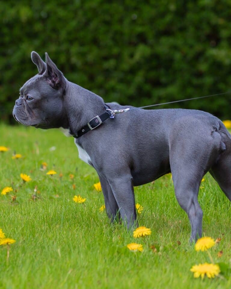 26 Boston Terrier Colors Explained (With Pictures)