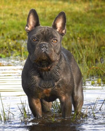 32 French Bulldog Colors & Markings (With Pictures)