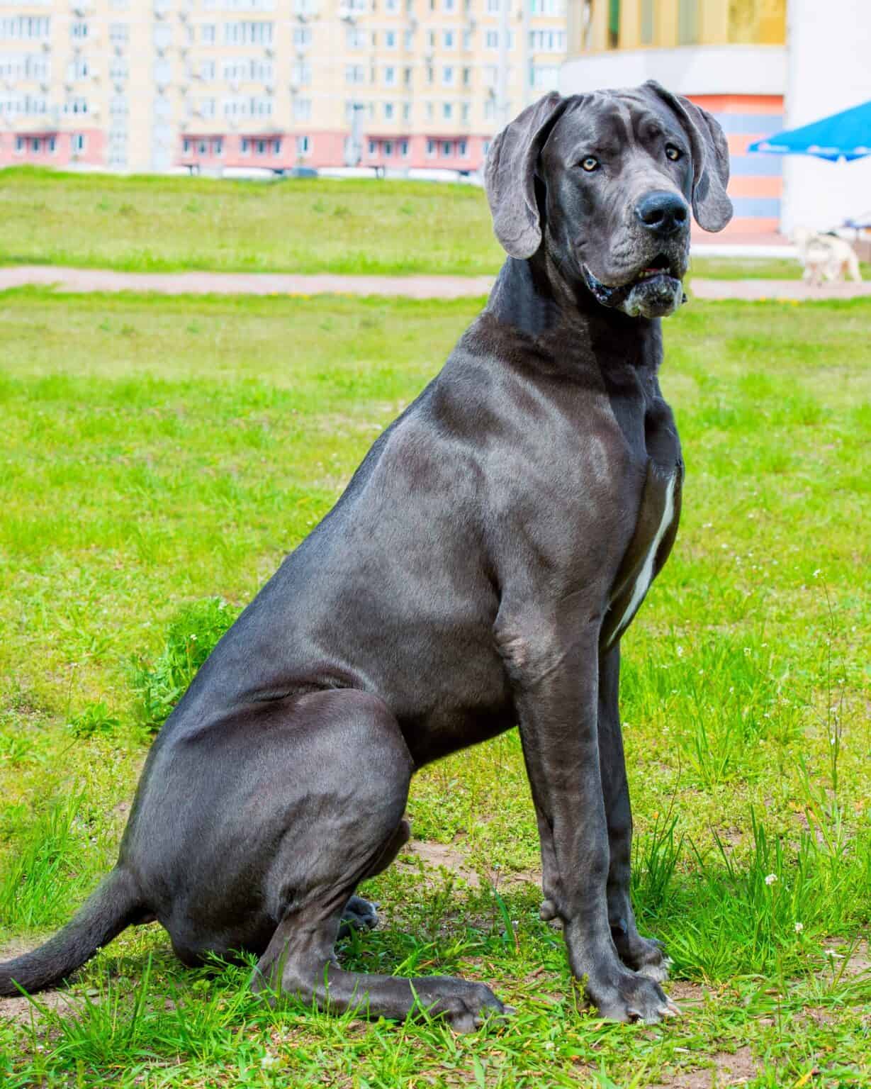 24 Great Dane Colors & Markings (With Pictures)