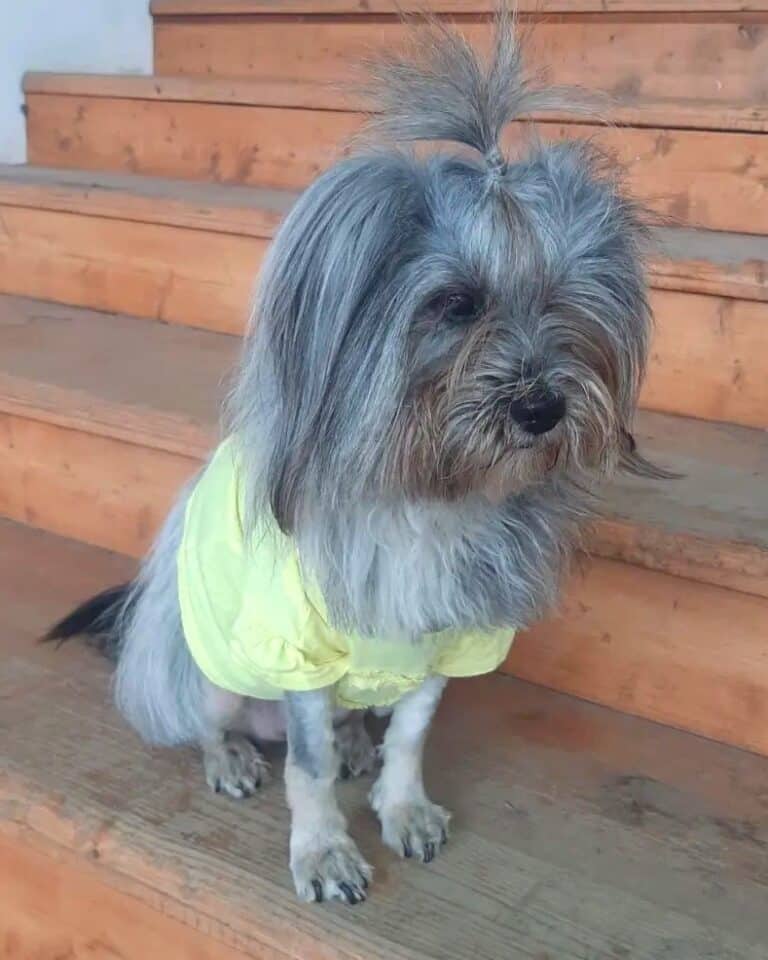 24 Havanese Colors and Markings (With Pictures)