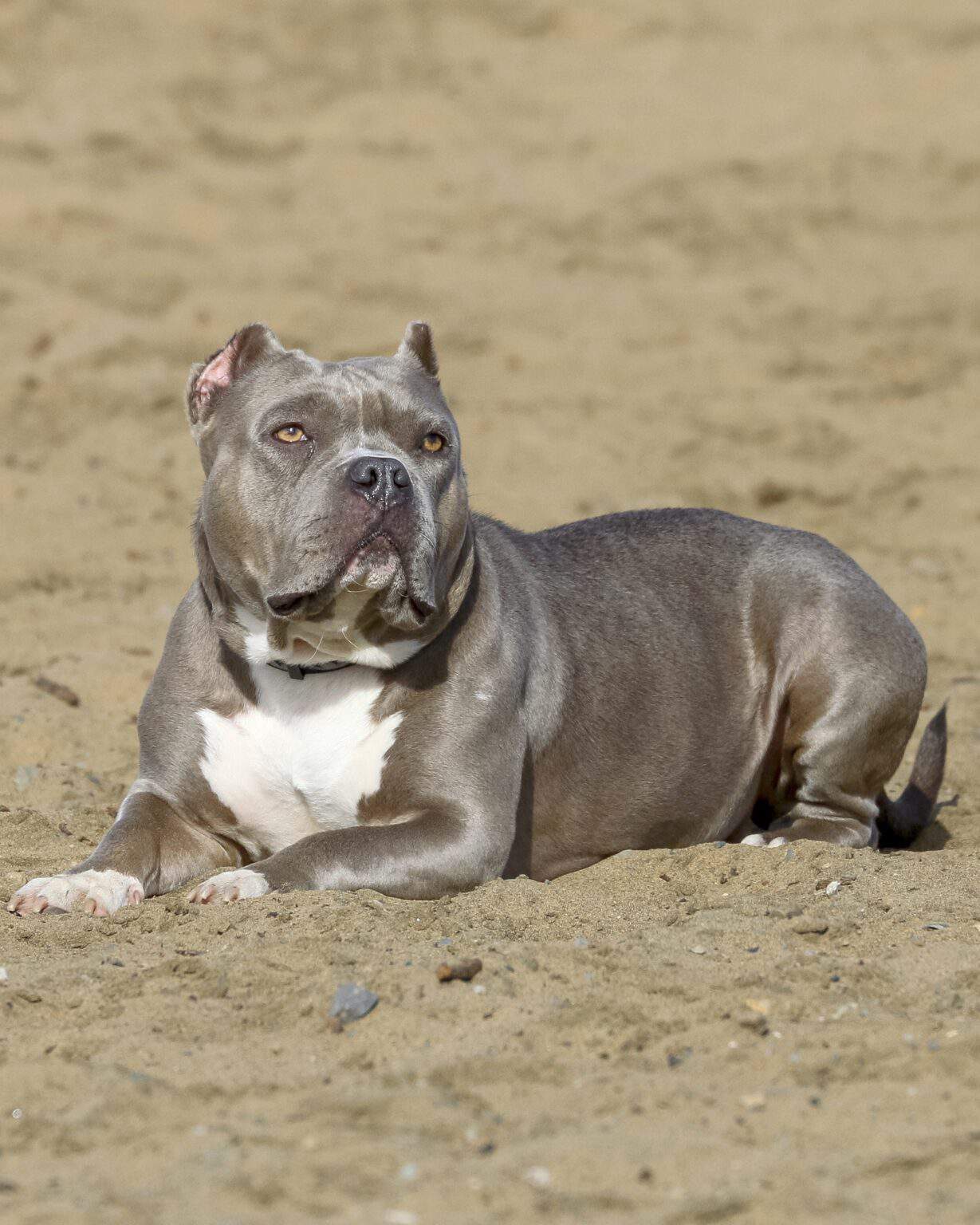 30 Pitbull Colors & Patterns Explained (With Pictures)