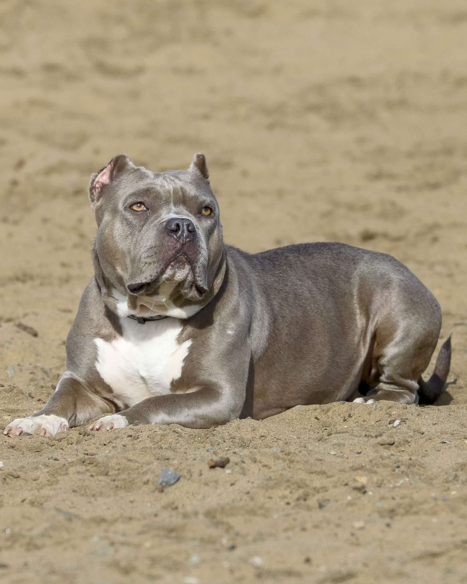 30 Pitbull Colors & Patterns Explained (With Pictures)