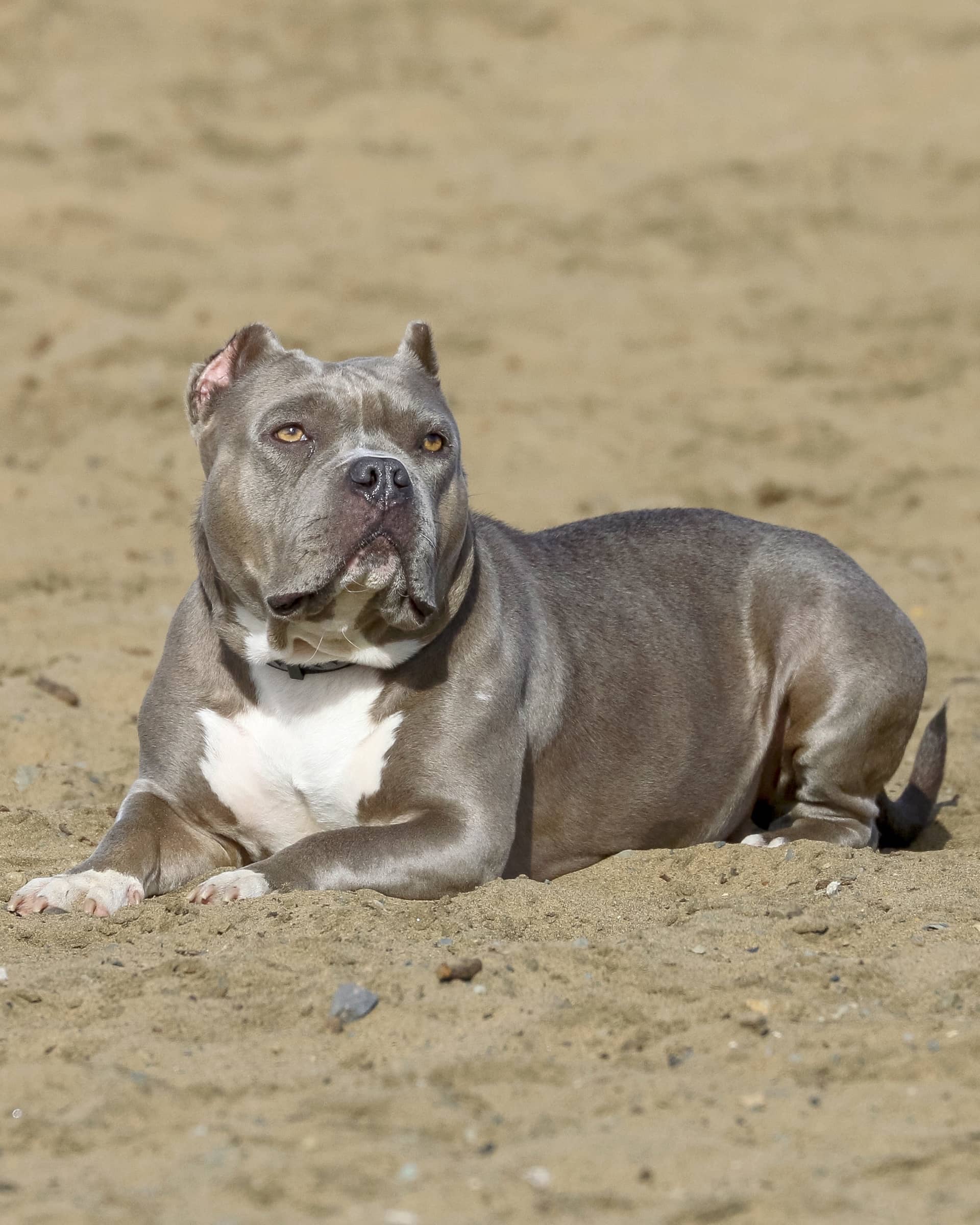 30 Pitbull Colors & Patterns Explained (With Pictures)