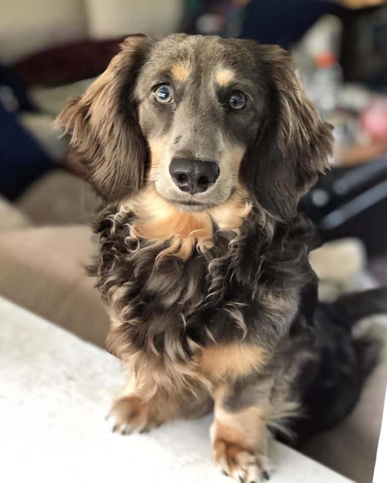 27 Dachshund Colors & Markings (With Pictures)
