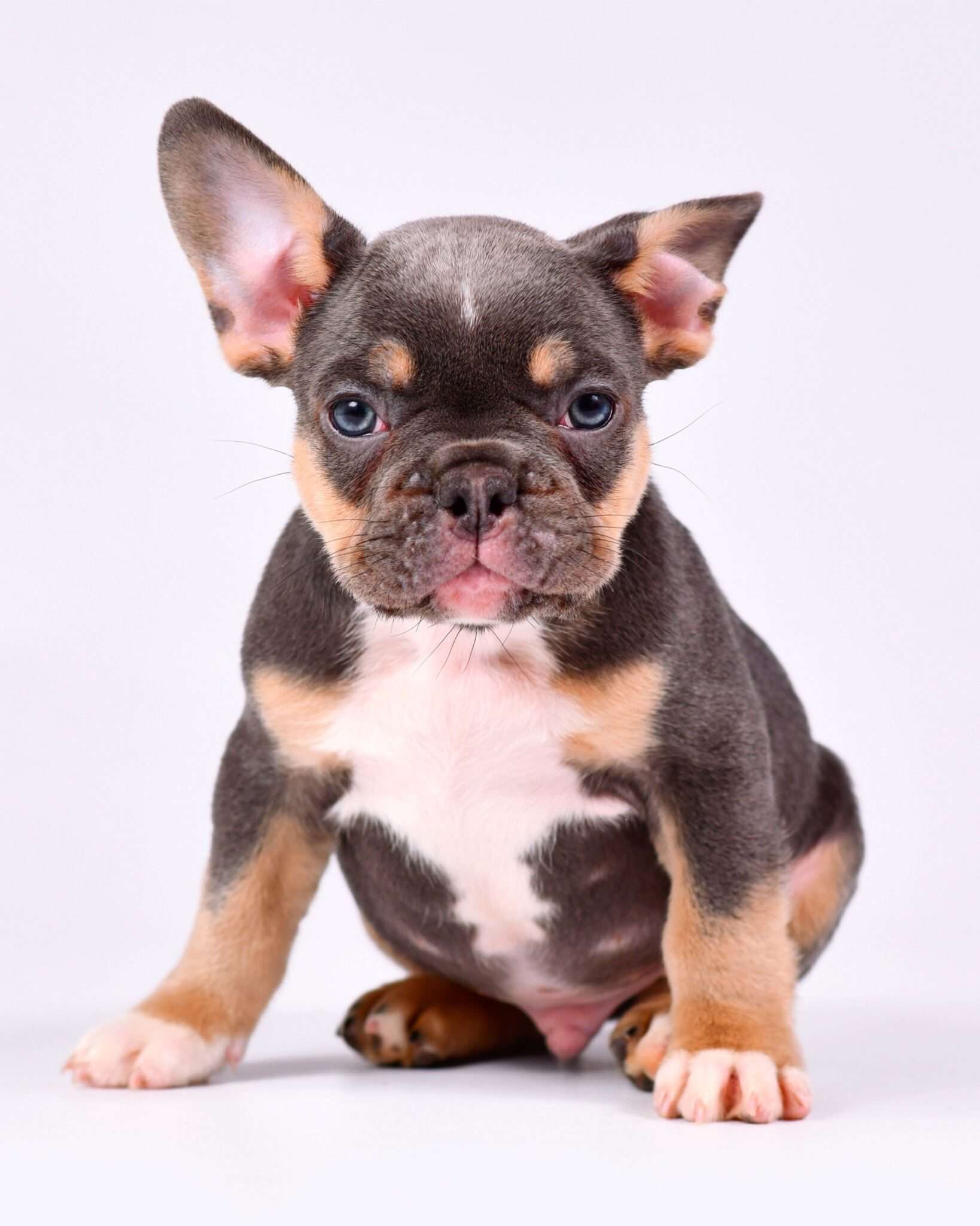 32 French Bulldog Colors & Markings (With Pictures)