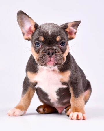 32 French Bulldog Colors & Markings (With Pictures)