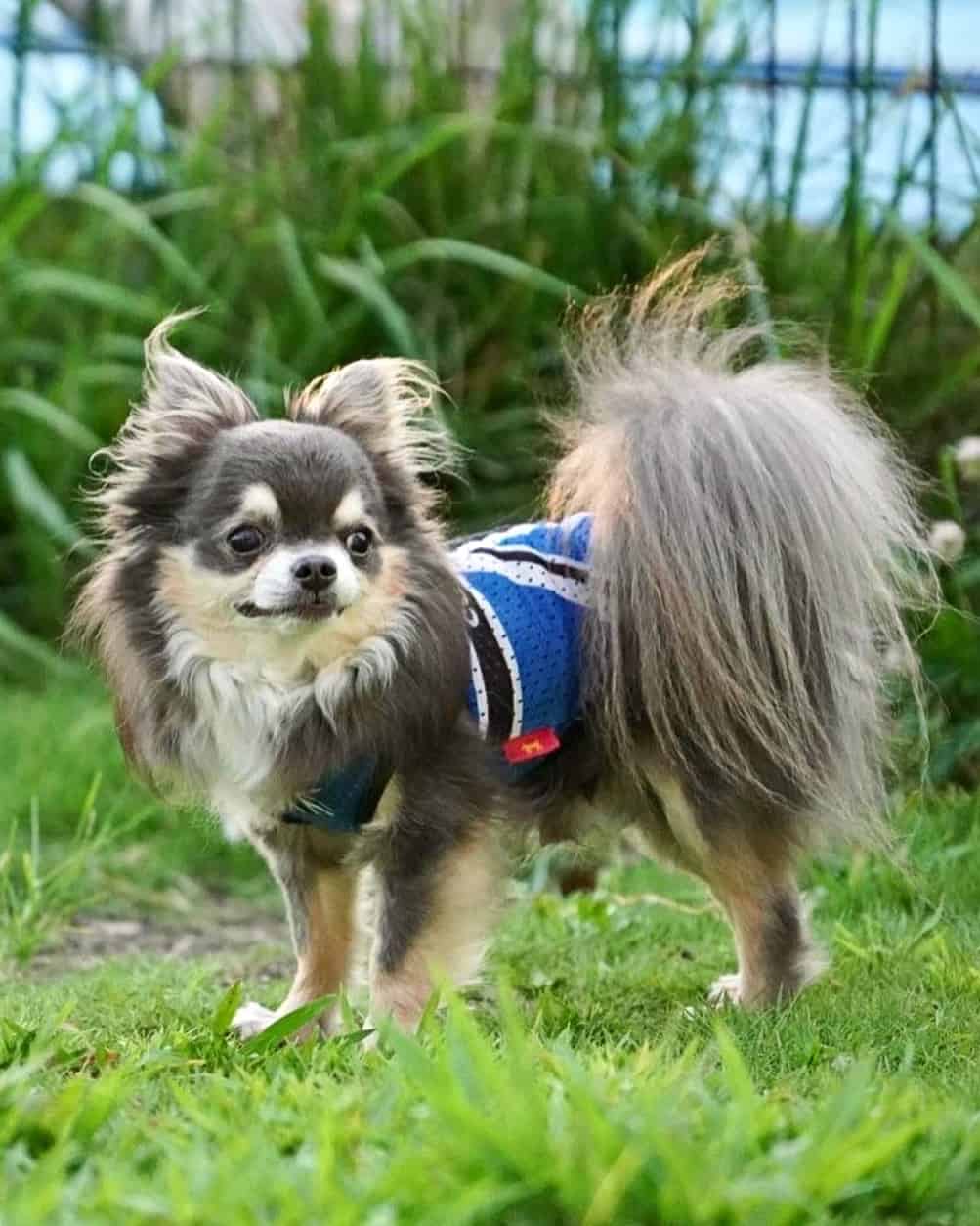 34 Chihuahua Colors Explained (With Pictures)