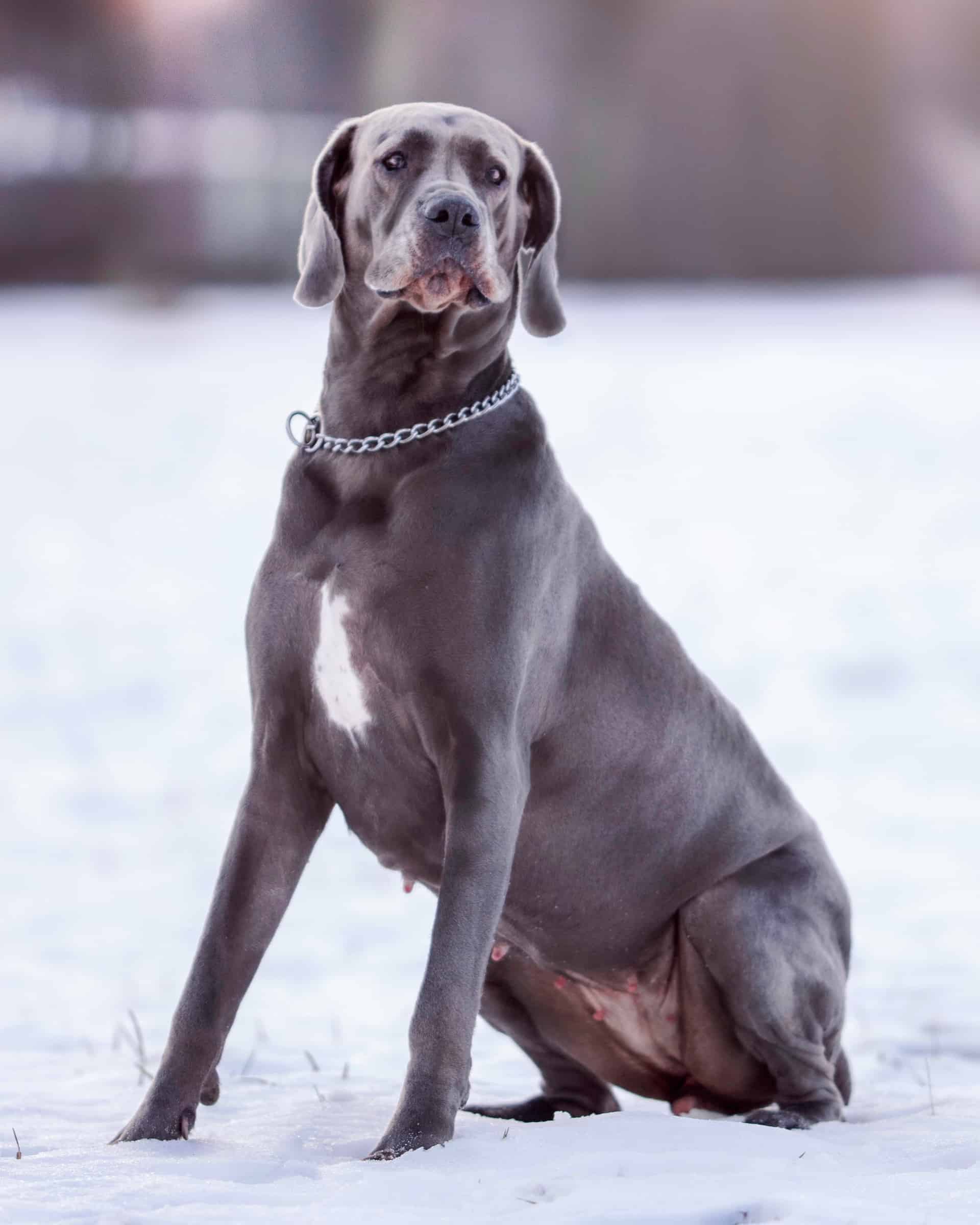 24 Great Dane Colors & Markings (With Pictures)