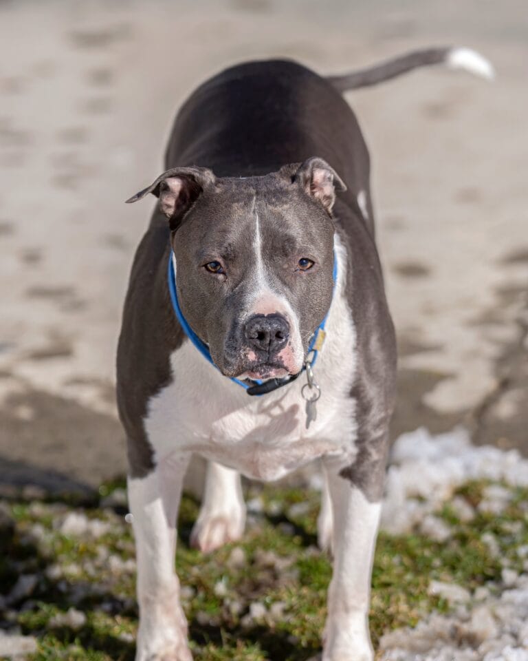 30 Pitbull Colors & Patterns Explained (With Pictures)