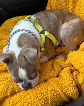 26 Boston Terrier Colors Explained (With Pictures)