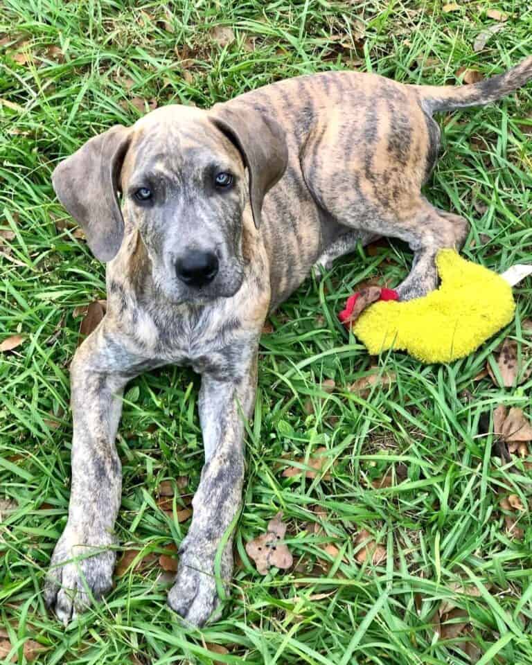 24 Great Dane Colors & Markings (With Pictures)