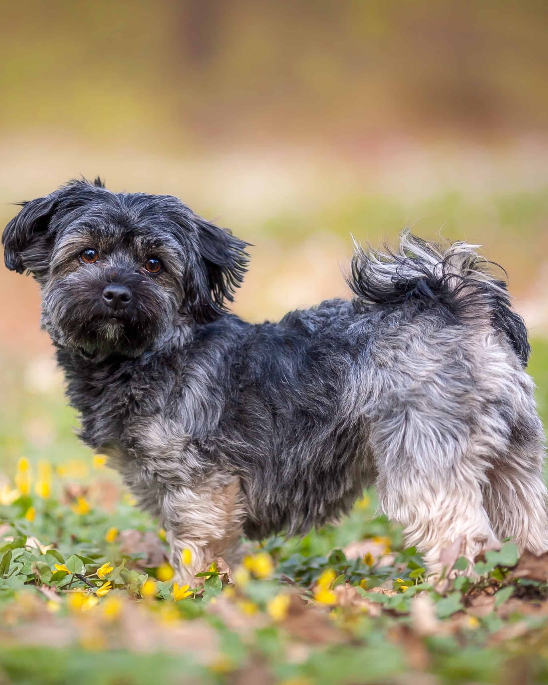 24 Havanese Colors and Markings (With Pictures)