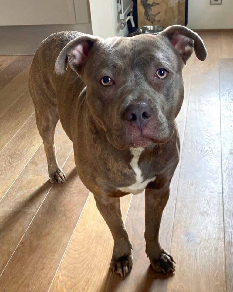 30 Pitbull Colors & Patterns Explained (With Pictures)