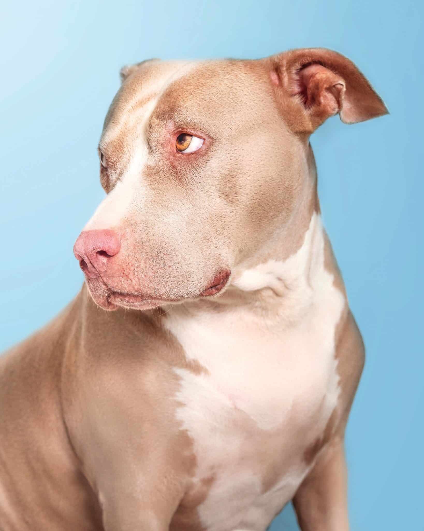 30 Pitbull Colors & Patterns Explained (With Pictures)