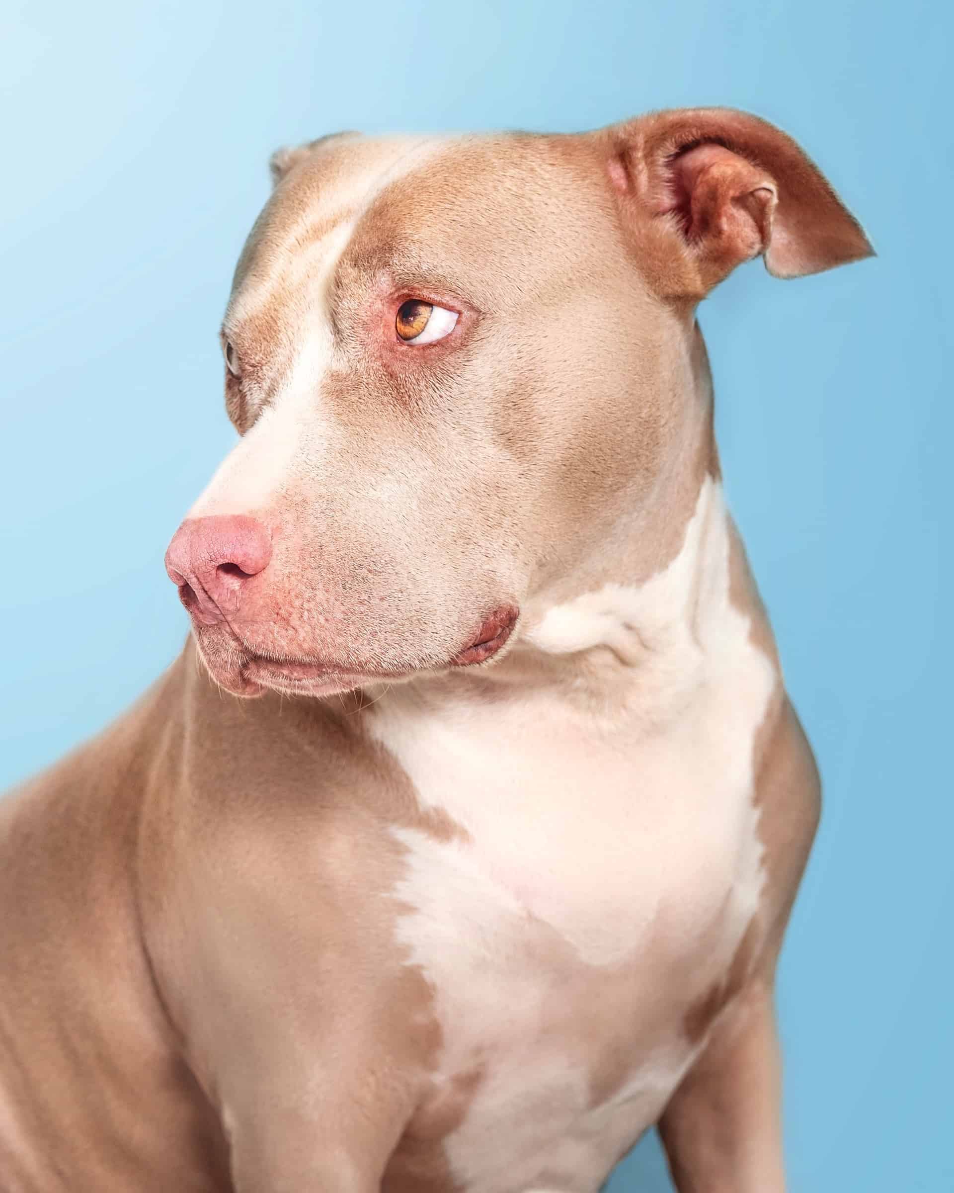 30 Pitbull Colors & Patterns Explained (With Pictures)