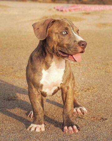 30 Pitbull Colors & Patterns Explained (With Pictures)